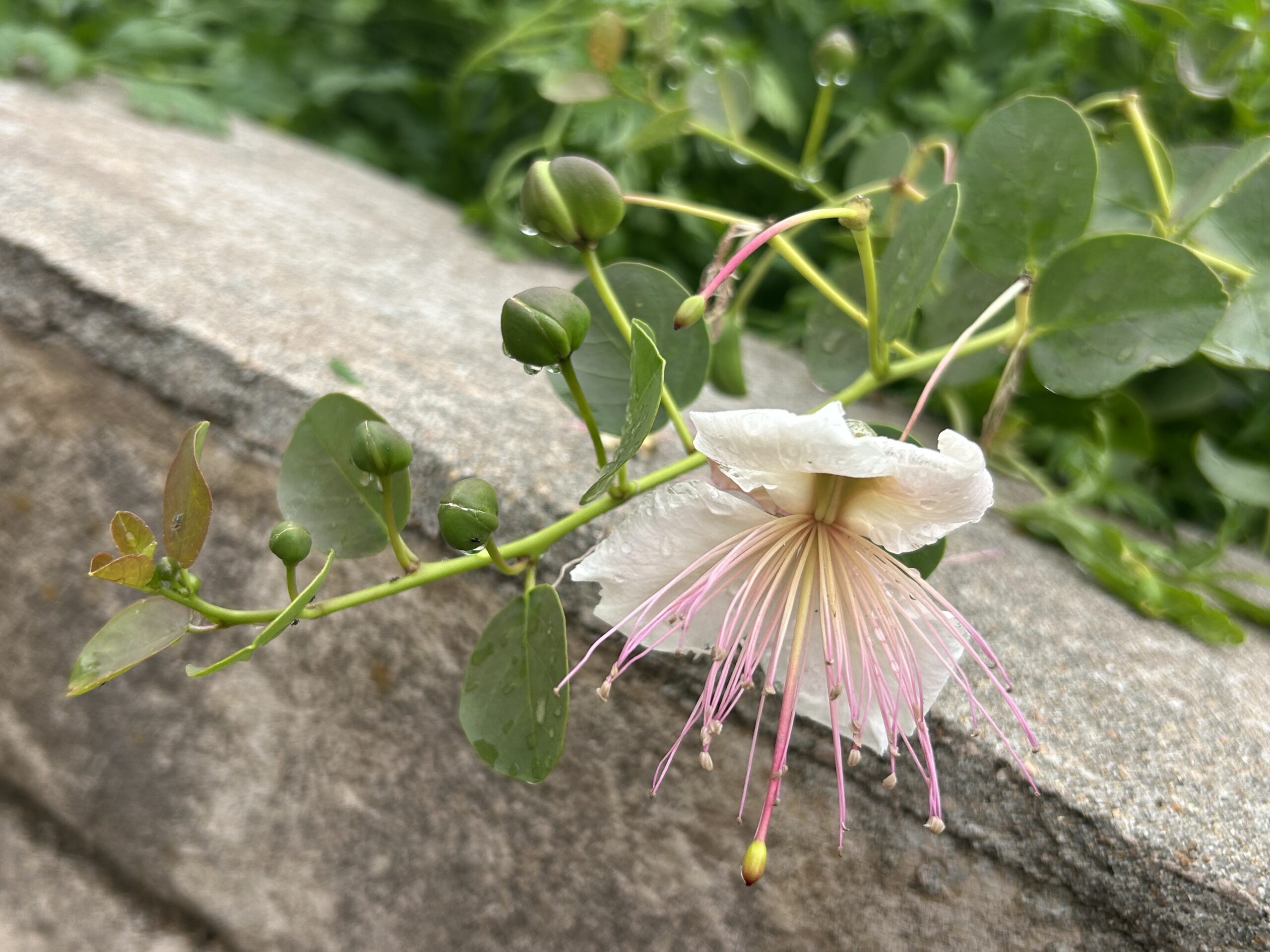 Capparis spinosa var. Inermis – HERB SOCIETY OF AMERICA: PIONEER UNIT